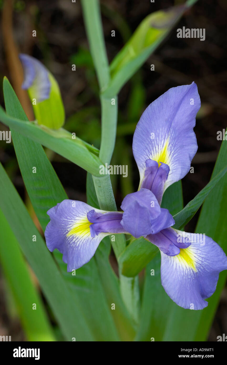 Blue Flag Iris Iris versicolor in Audubon Corkscrew Swamp Sanctuary in ...