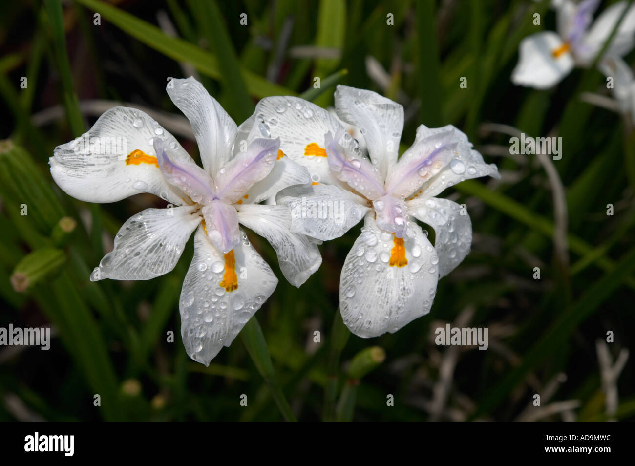 White Irises iat the Venice Beach Pavillion in Venice Florida Stock Photo - Alamy