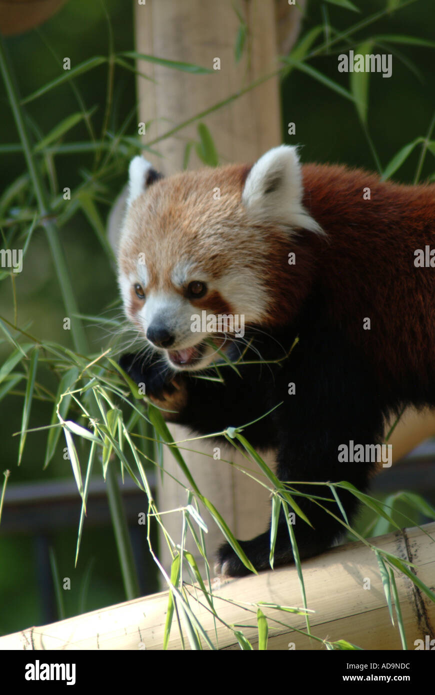mini small brown red panda bear eating bamboo shoots Stock Photo - Alamy