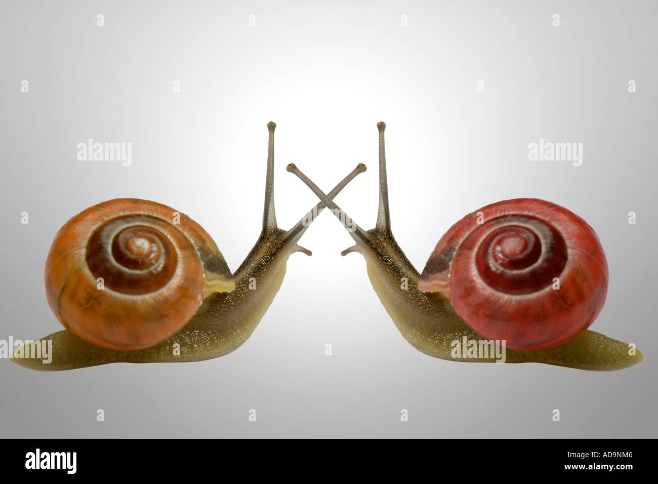 Two dancing Snails Stock Photo - Alamy
