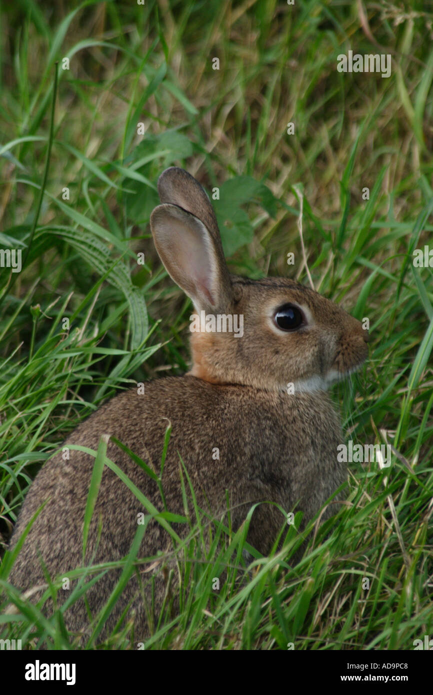 Wild rabbit sitting in grass Stock Photo - Alamy