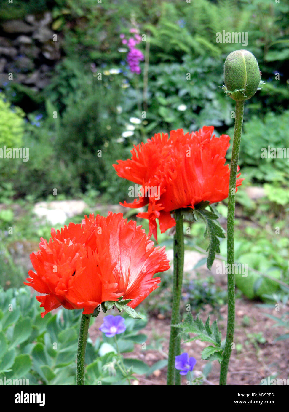 Papaver sp hi-res stock photography and images - Alamy