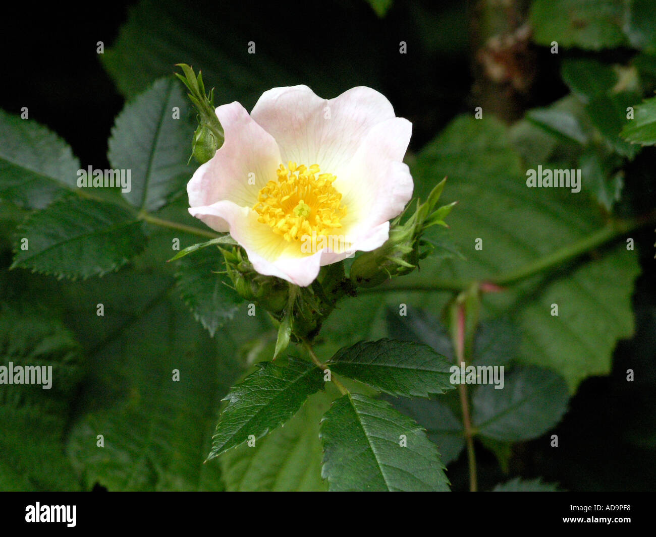 Dog Rose Rosa canina Stock Photo - Alamy