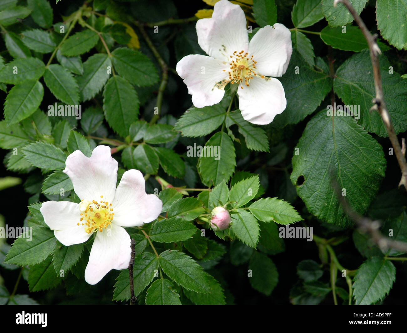 Dog Rose Rosa canina Stock Photo - Alamy