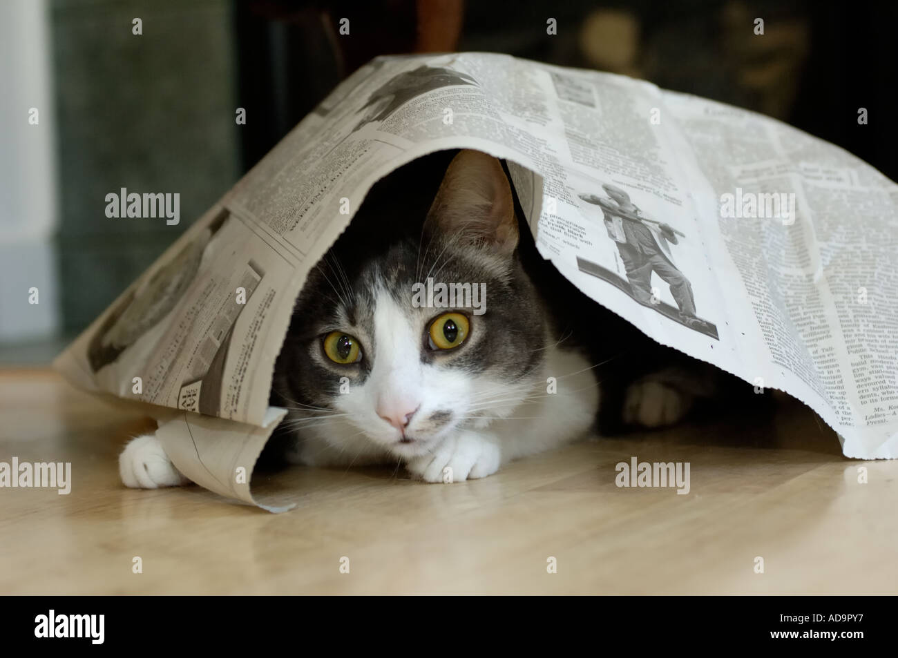 Covered with newspaper hi-res stock photography and images - Alamy