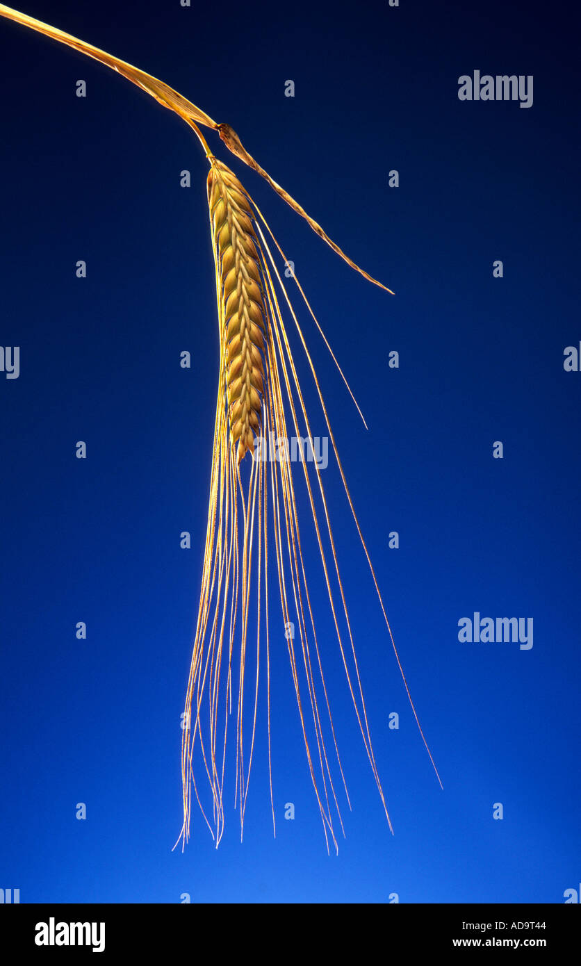 Head Of Barley Stock Photos & Head Of Barley Stock Images - Alamy