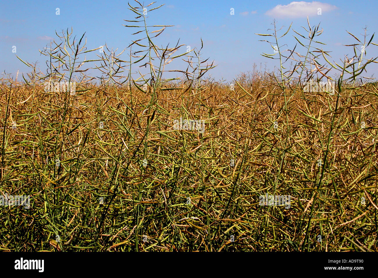 Oilseed rape field crop Stock Photo - Alamy