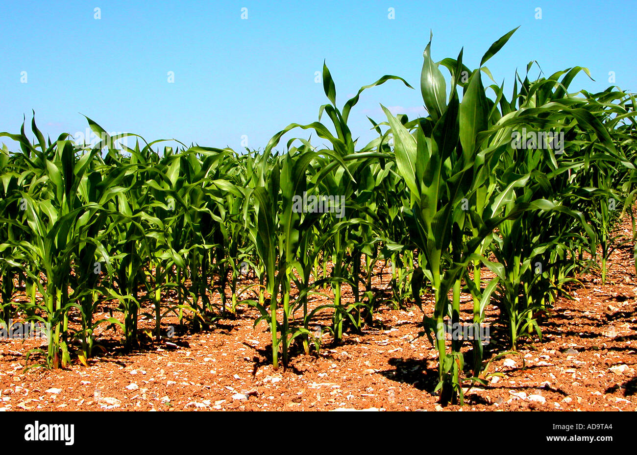 Maise crop Stock Photo: 4359331 - Alamy