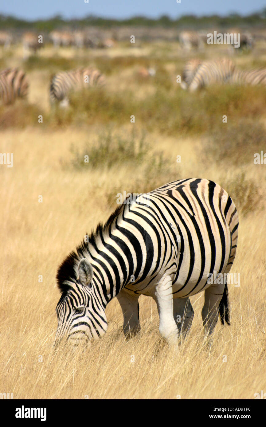 Burchells Zebra grazing in Etosha National Park Namibia Africa Stock ...