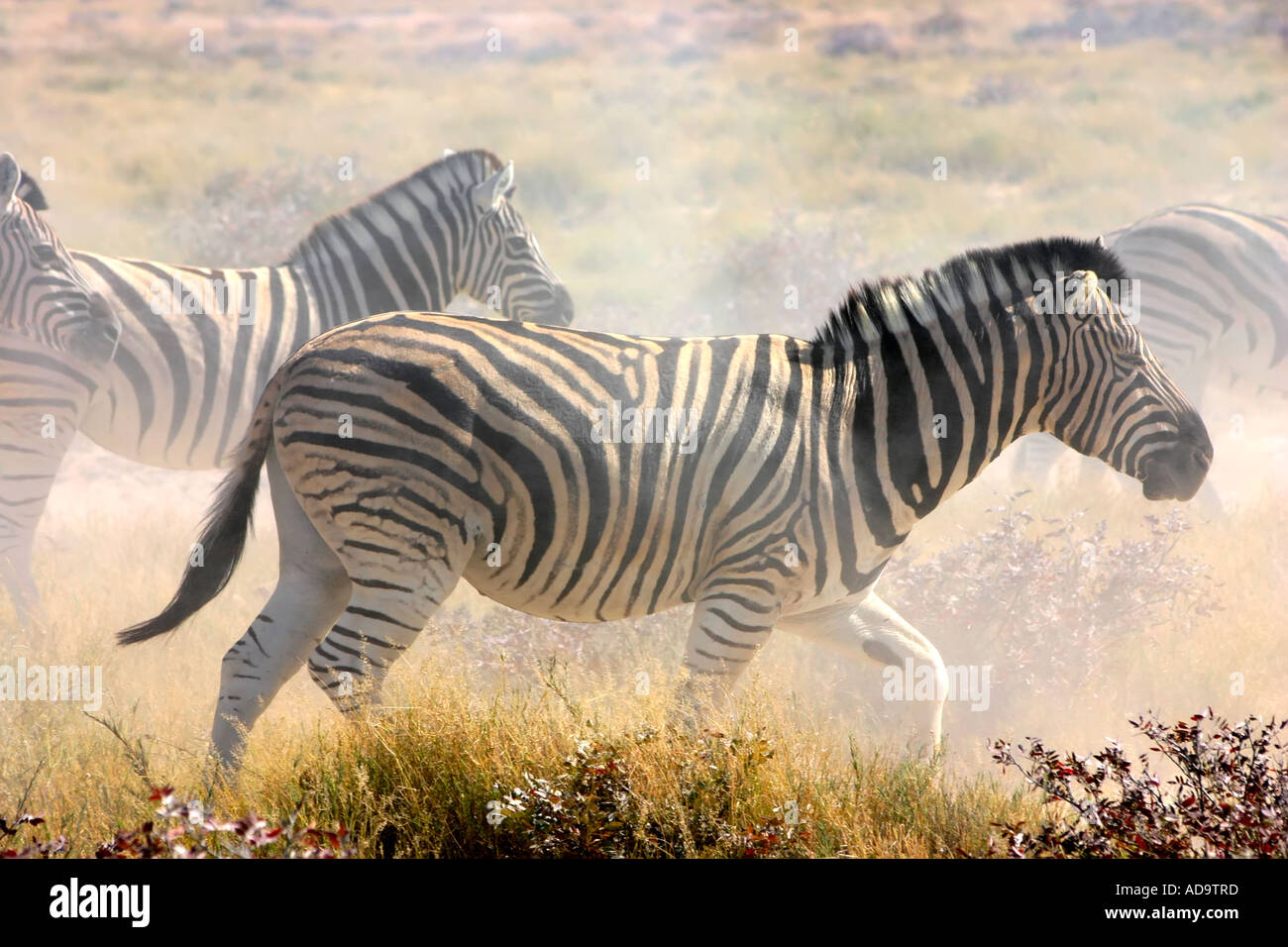 Zebra stampede hi-res stock photography and images - Alamy