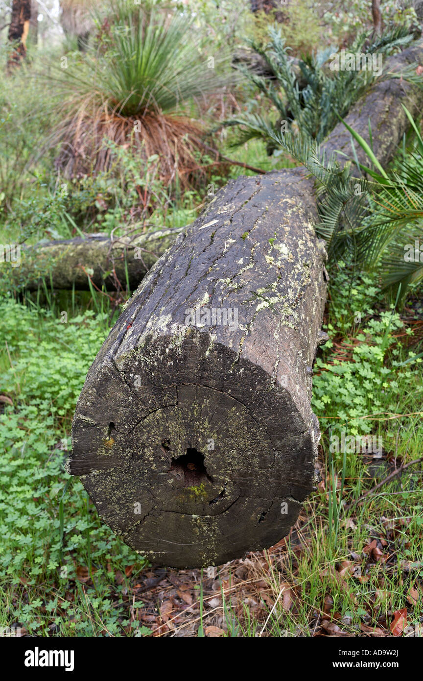 decaying tree trunk log lying in the Aussie bush Stock Photo - Alamy