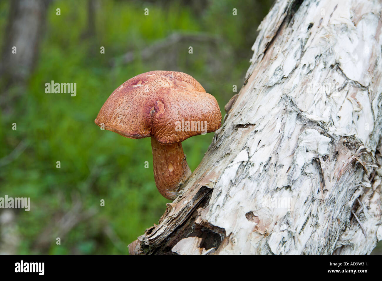 Australian toadstool fungi growing on a paper bark Melaleuca tree trunk ...