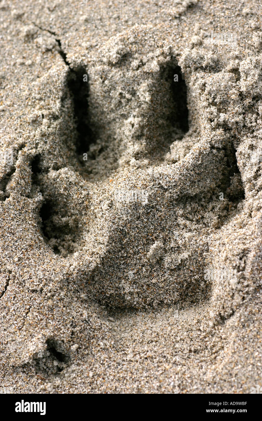 Dog paw print hi-res stock photography and images - Alamy