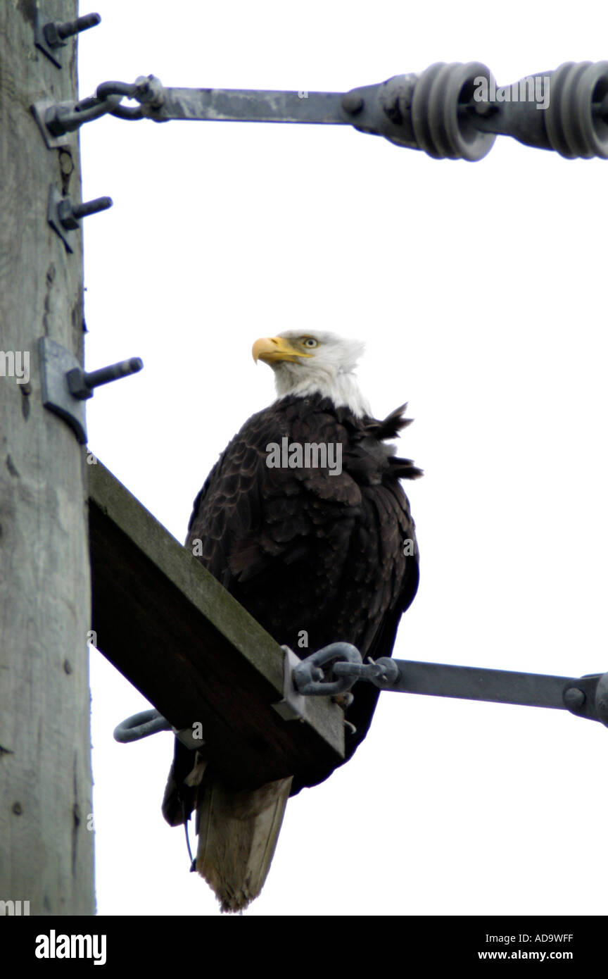 EAGLE ON THE POWER POLE 2A Stock Photo - Alamy
