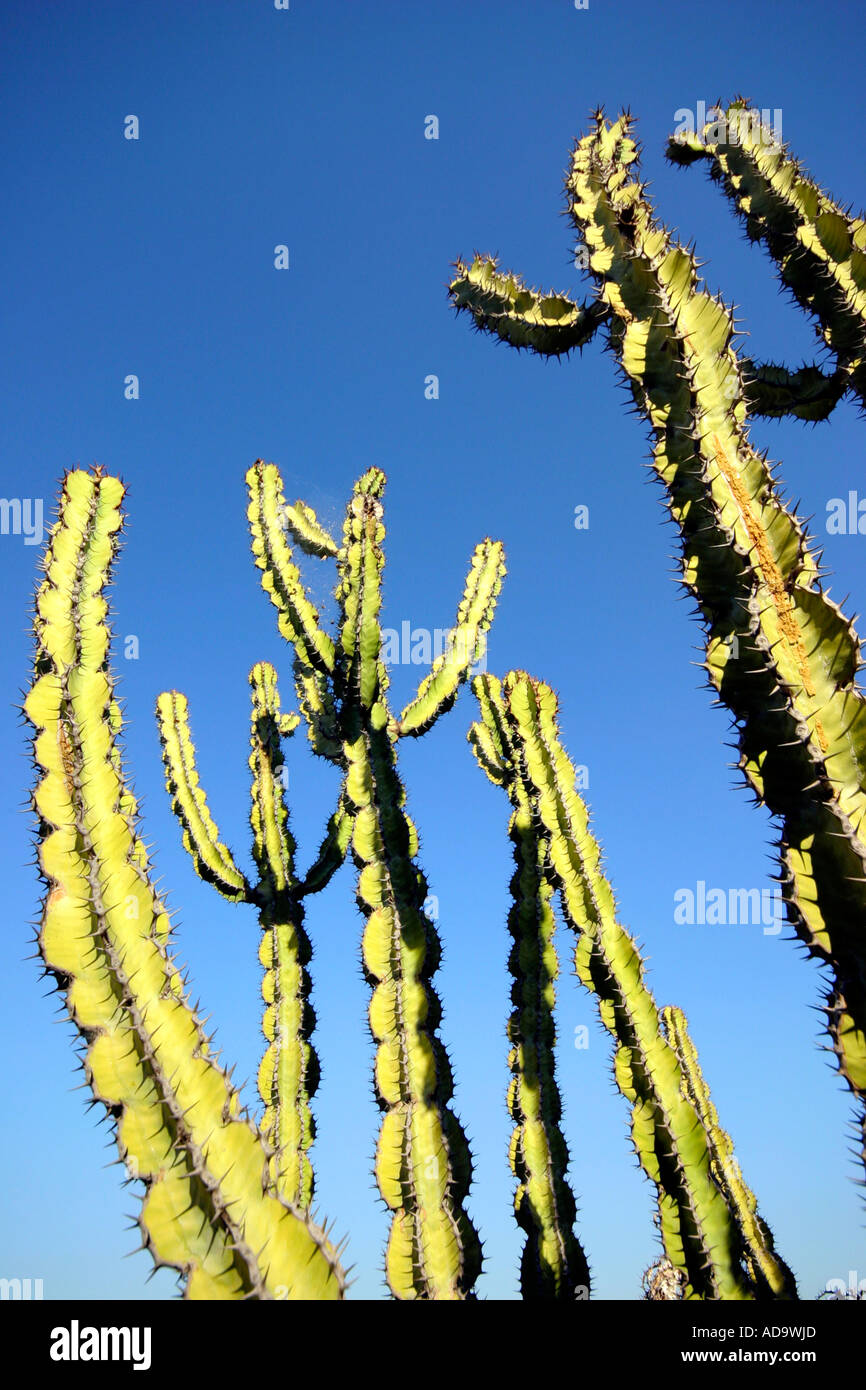 Cactus in Namibia Stock Photo - Alamy
