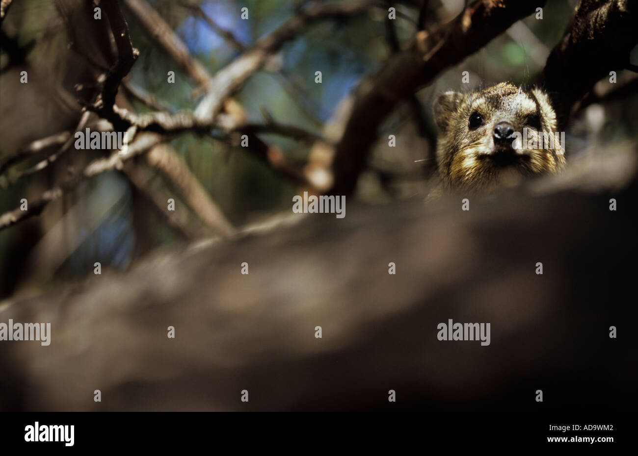 Cape rock hyrax Stock Photo - Alamy