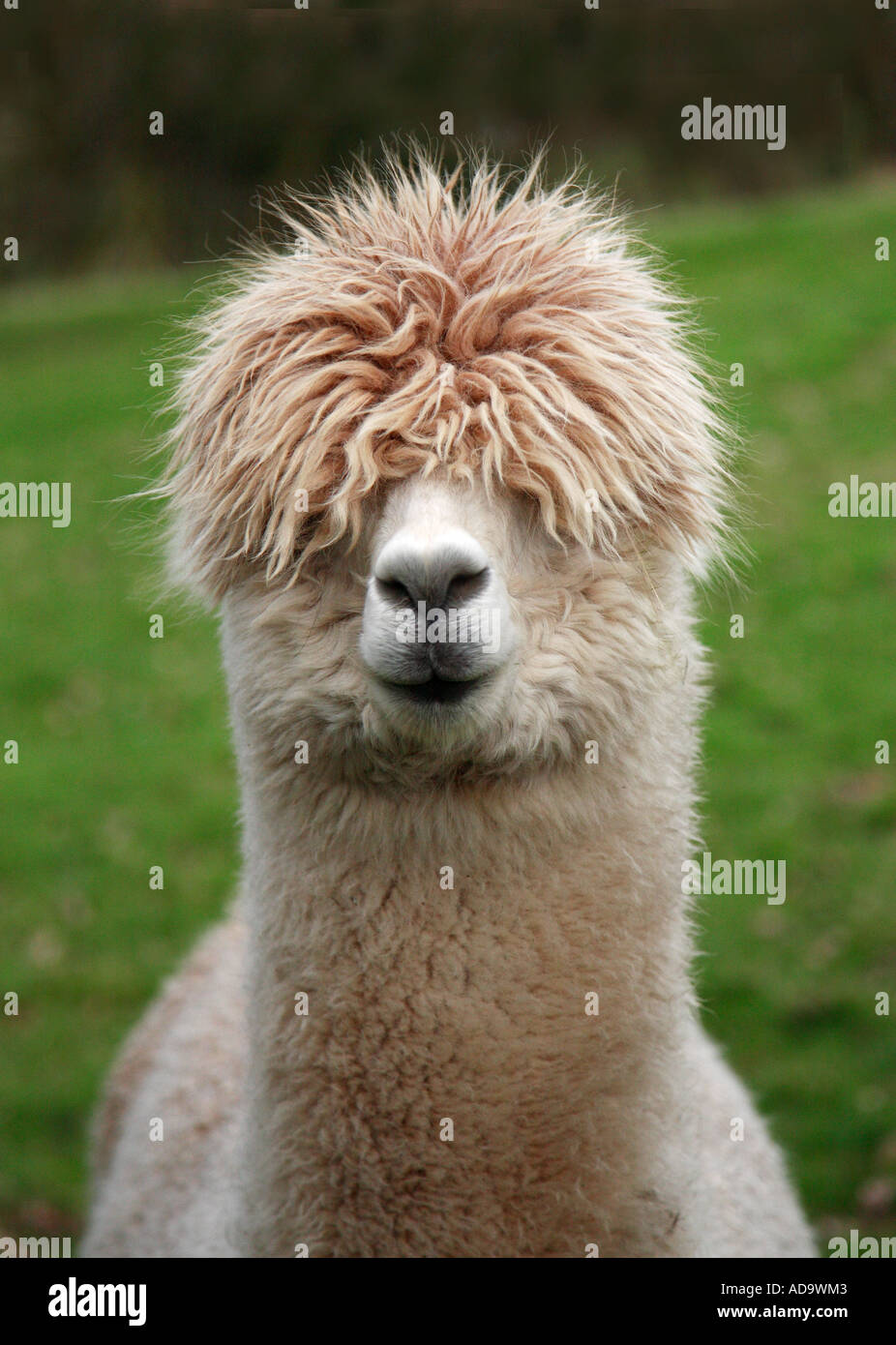 Alpaca hairstyle hi-res stock photography and images - Alamy