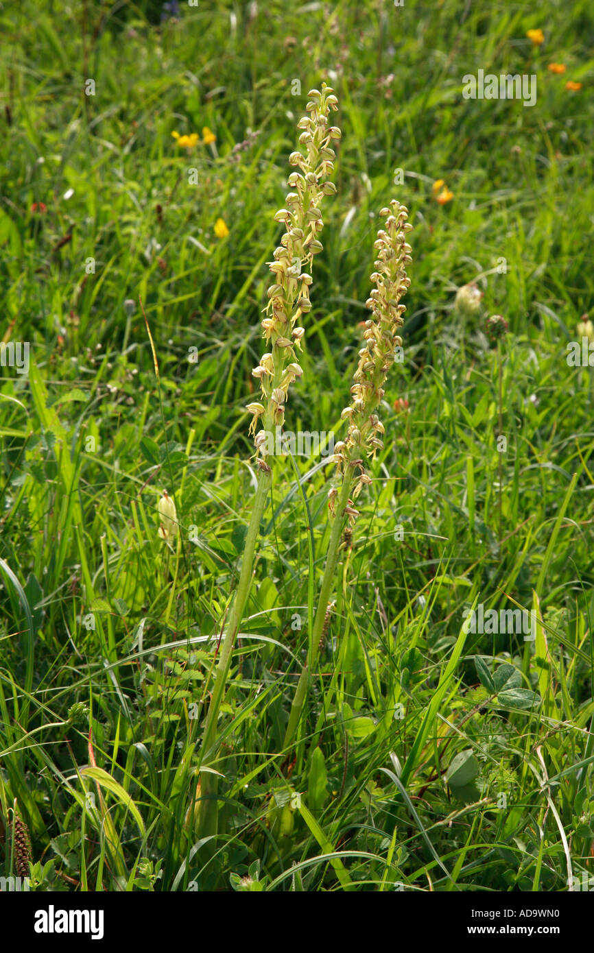 Orchid species aceras anthropophora hi-res stock photography and images ...