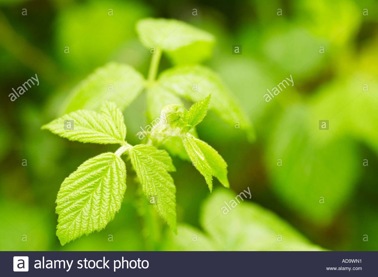 Rubus Fruticosa High Resolution Stock Photography and Images - Alamy
