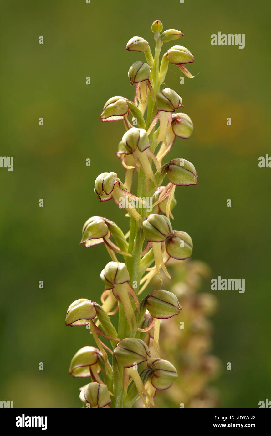 Species orchis hi-res stock photography and images - Alamy