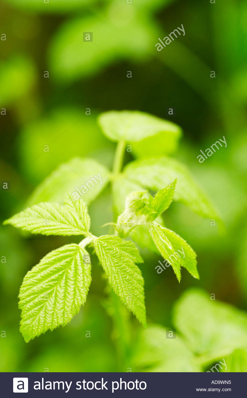 Rubus Fruticosa High Resolution Stock Photography and Images - Alamy