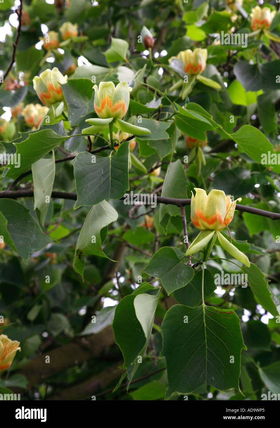 Tulip tree Liriodendron tulipifera Stock Photo - Alamy