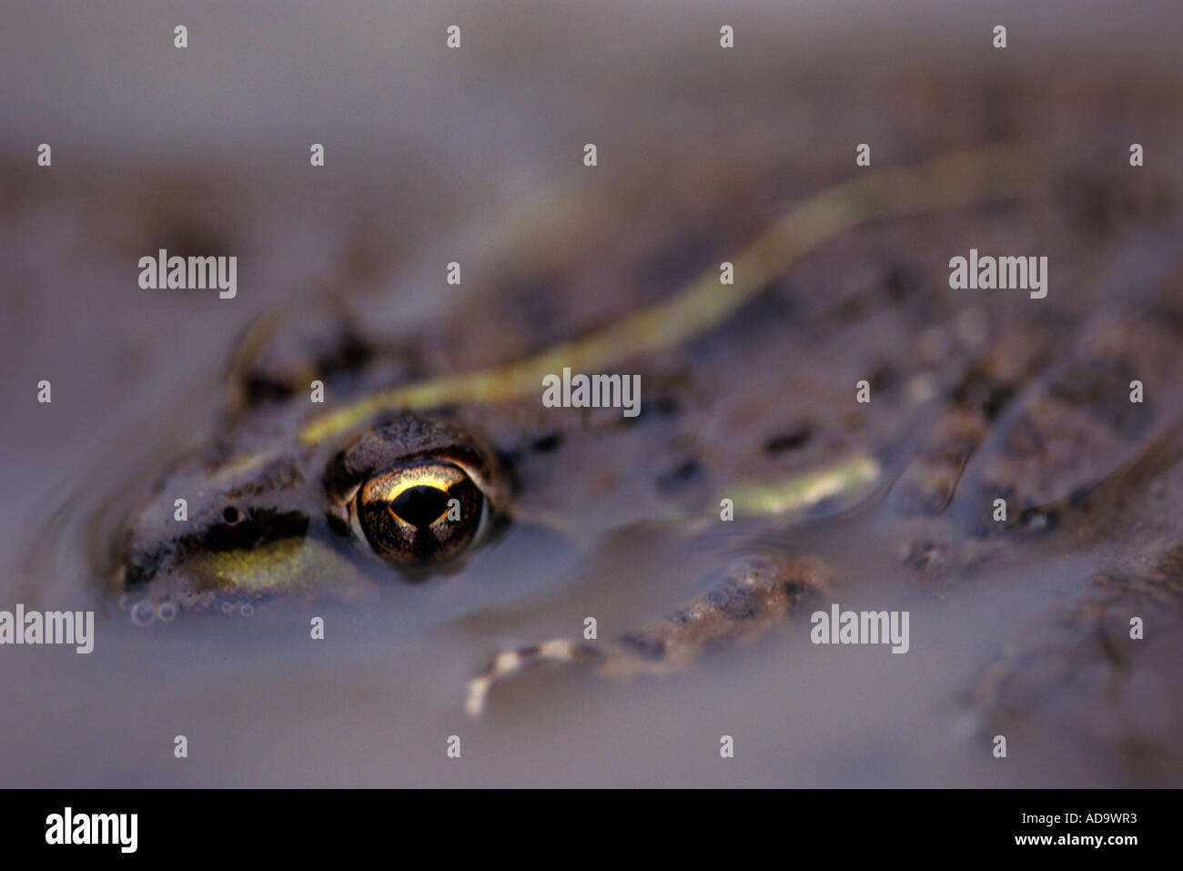Skip frog hi-res stock photography and images - Alamy