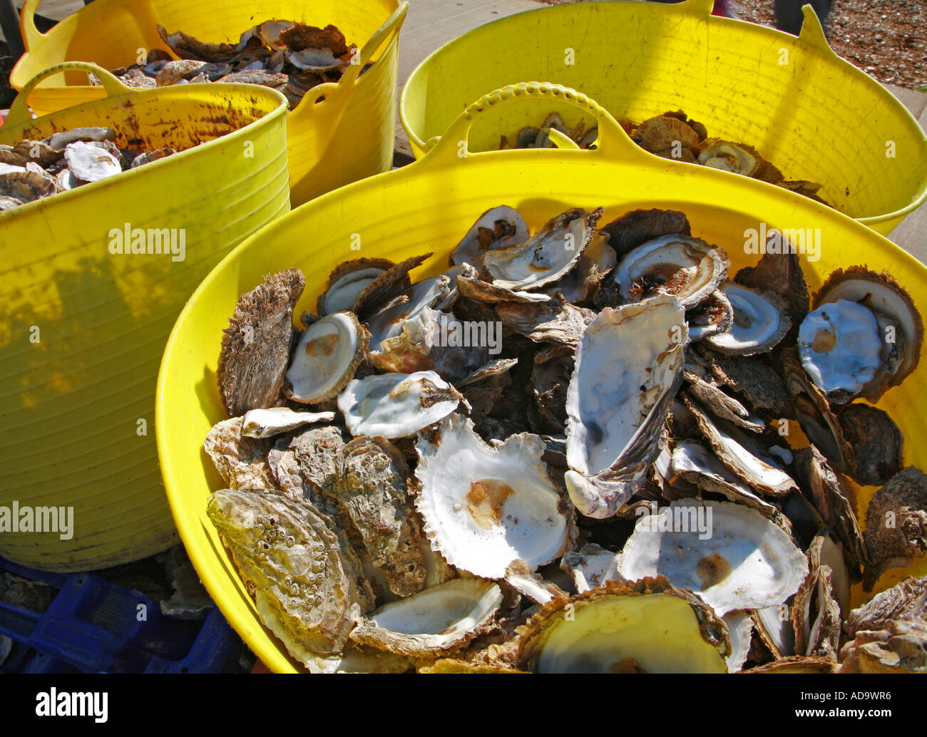 Plastic Clam Shells For Food