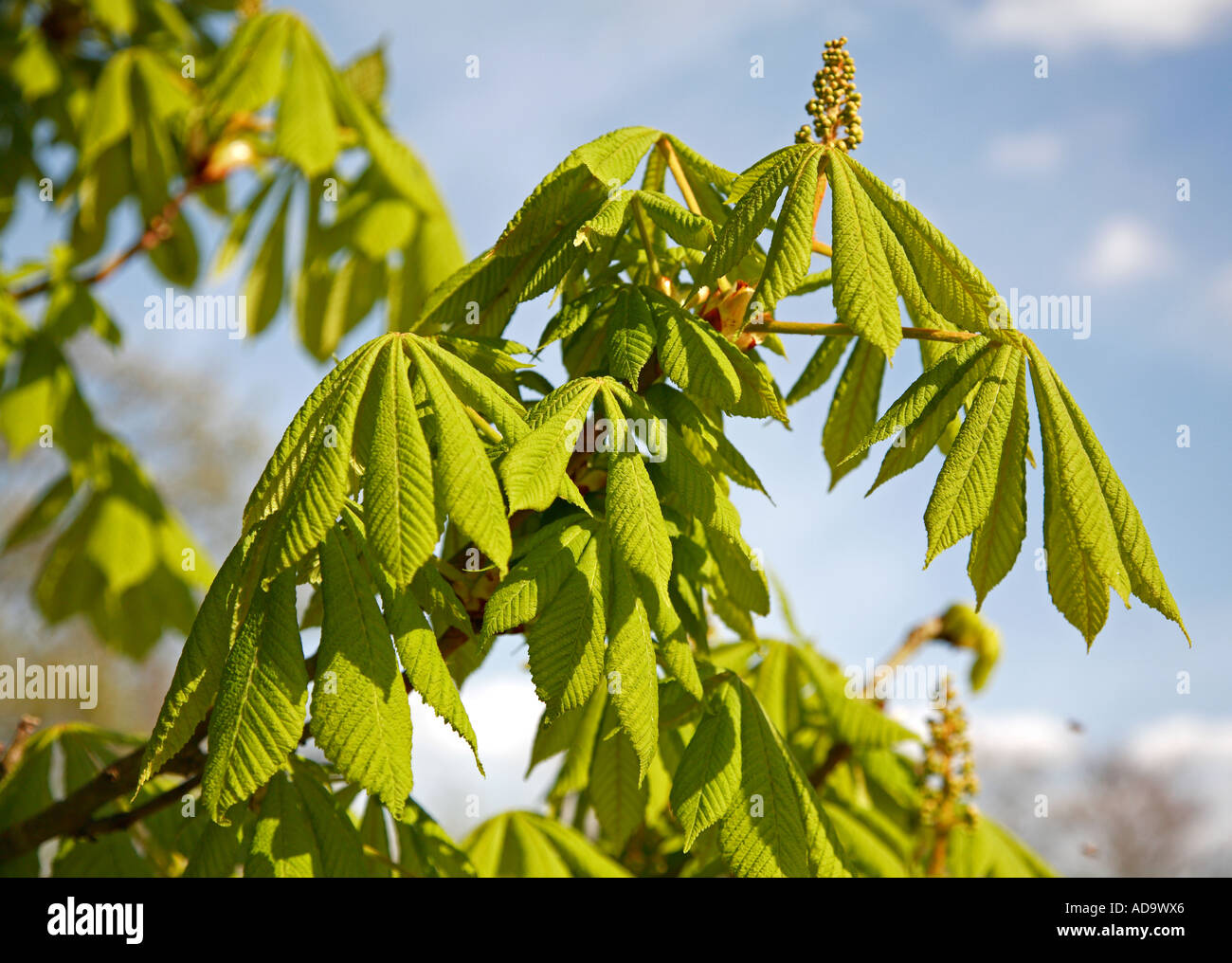 Sweet chestnut bud hi-res stock photography and images - Alamy