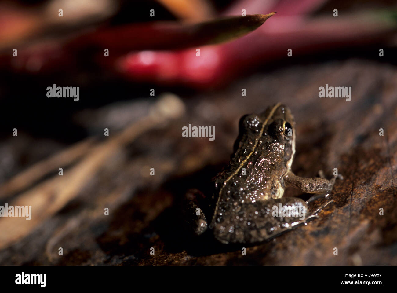 Skip frog hi-res stock photography and images - Alamy
