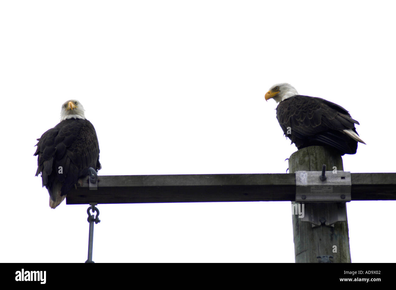 Electrical pole Cut Out Stock Images & Pictures - Alamy