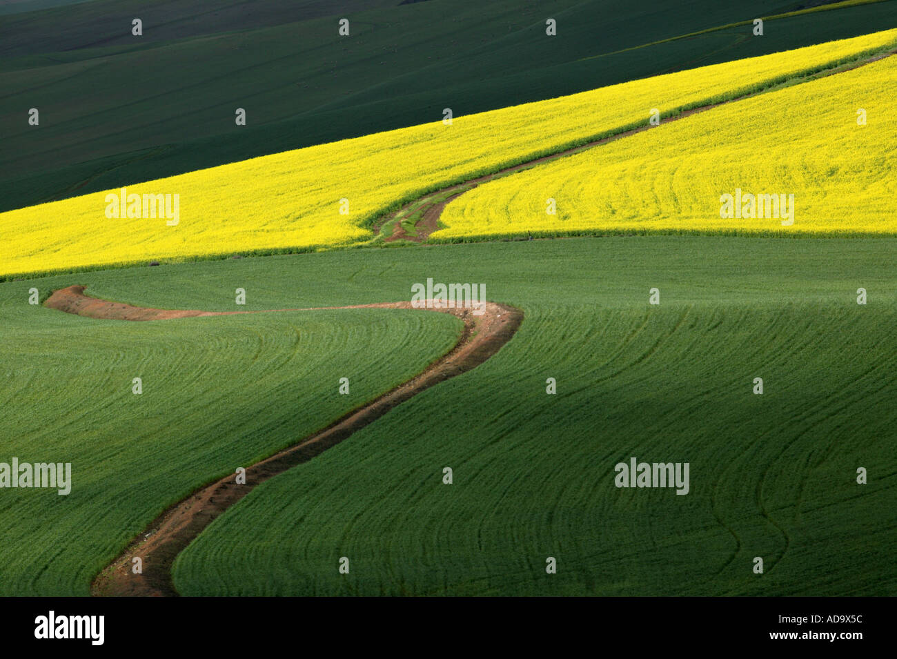 Canola and wheat fields Caledon South Africa Stock Photo - Alamy