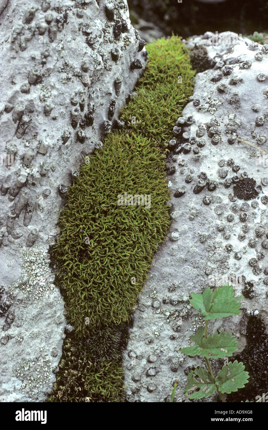 Moss growth on crinoidal limestone Stock Photo - Alamy