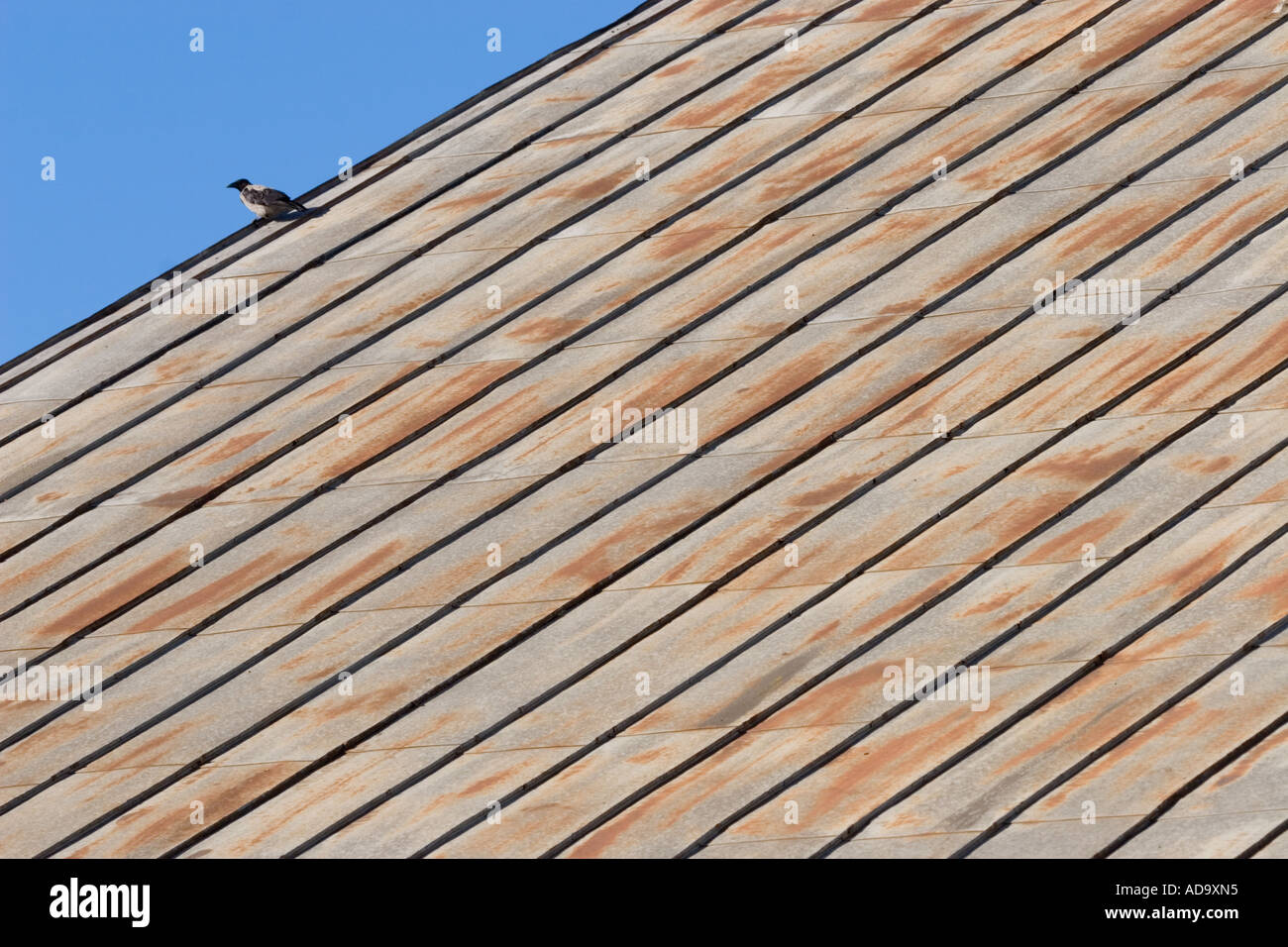 Crow ( Corvus corone ) on a worn rusty tin roof , Finland Stock Photo ...