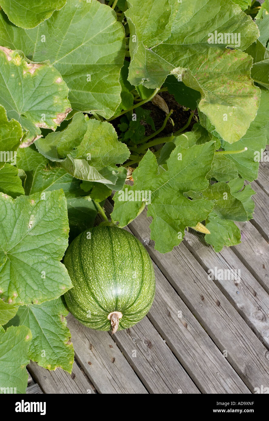 Unripe pumpkin hi-res stock photography and images - Alamy