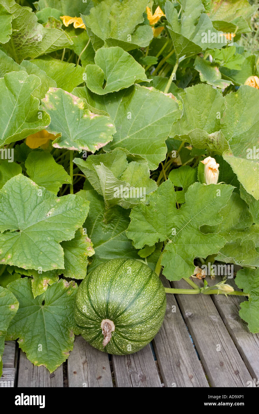 One isolated solitary green, unripe pumpkin ( Cucurbita pepo ) growing ...