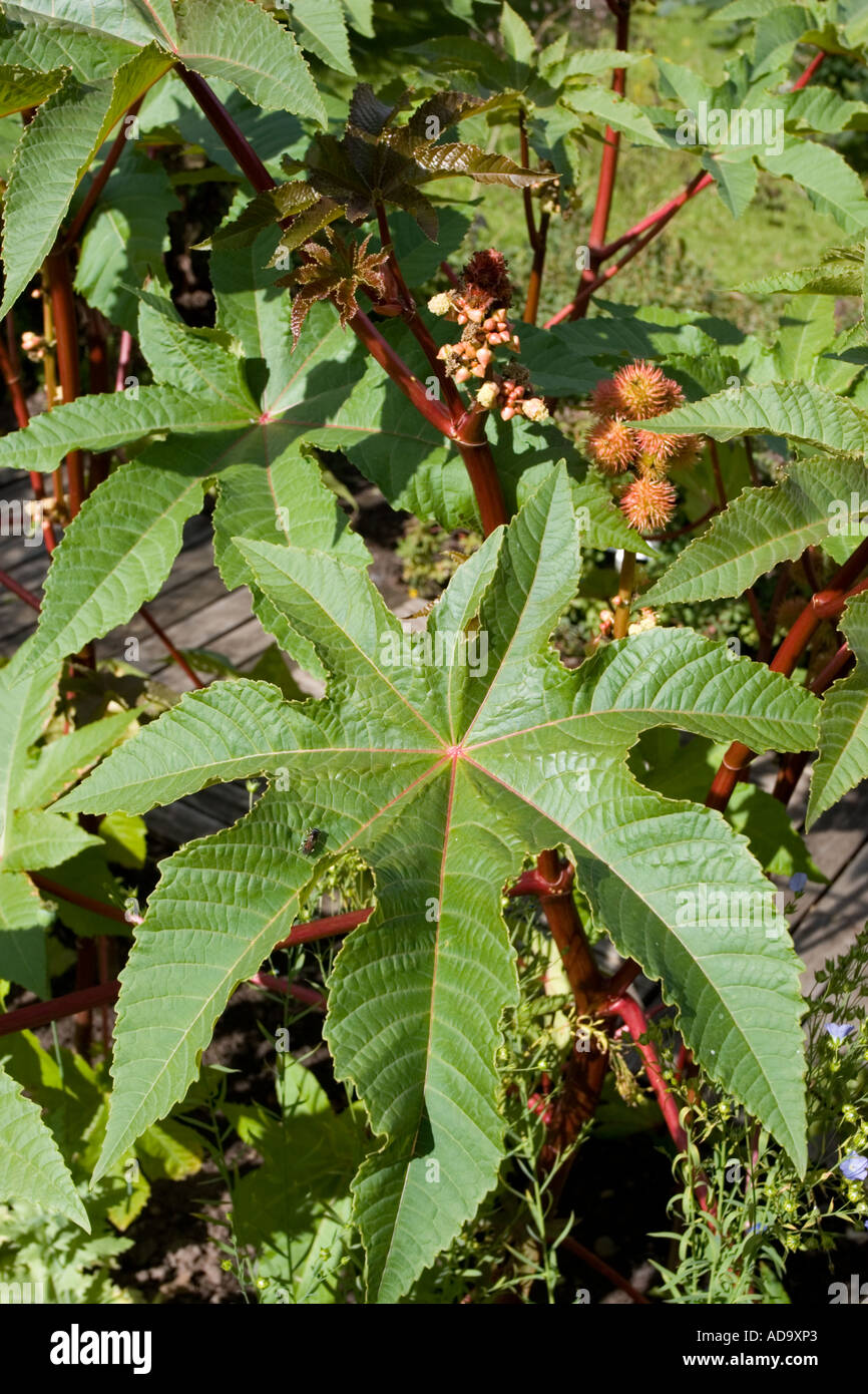 Castor bean ( Ricinus Communis ) plant Stock Photo - Alamy