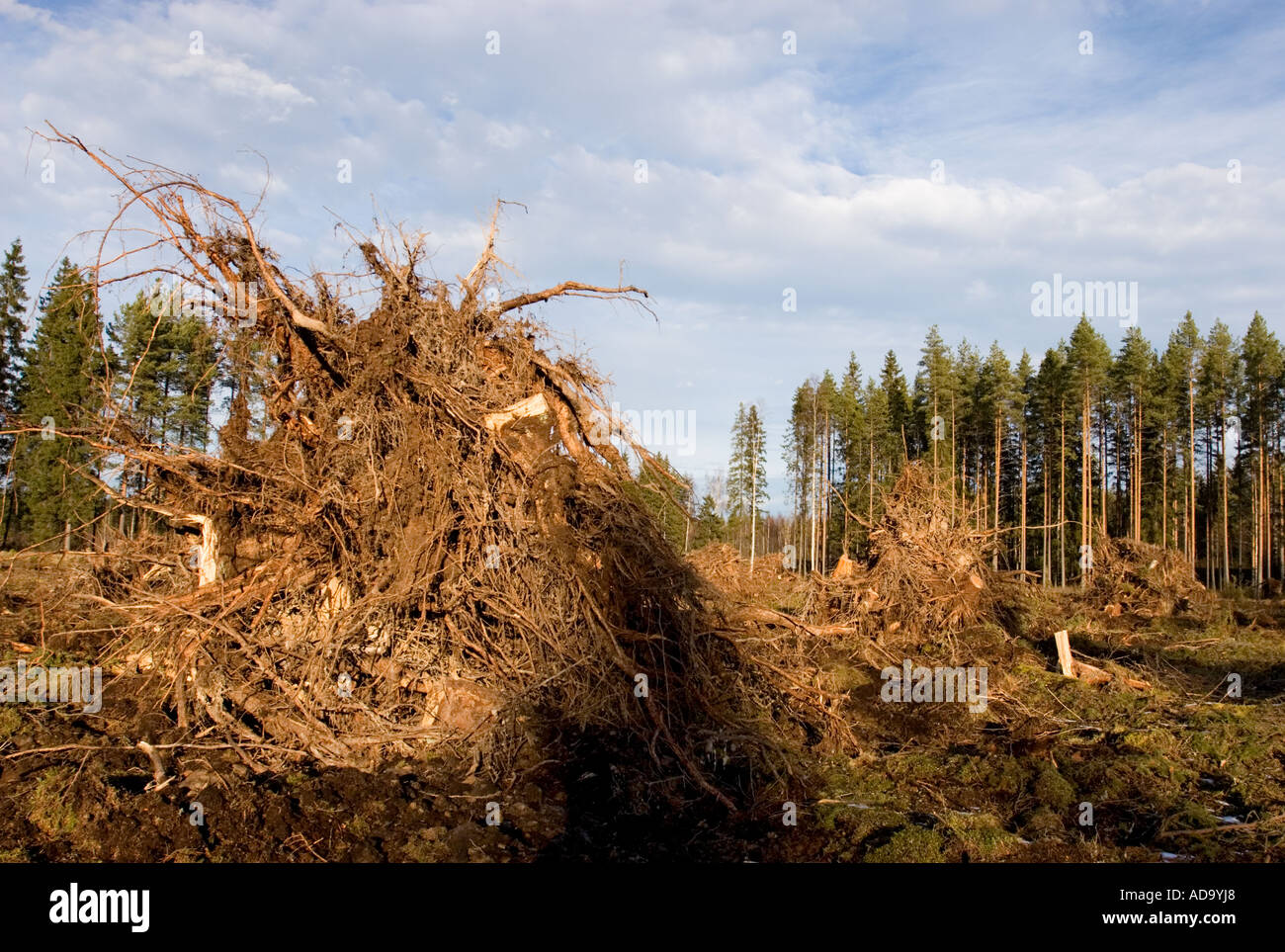 Piles of felling waste and biomass at clear cutting area ( roots , root ...