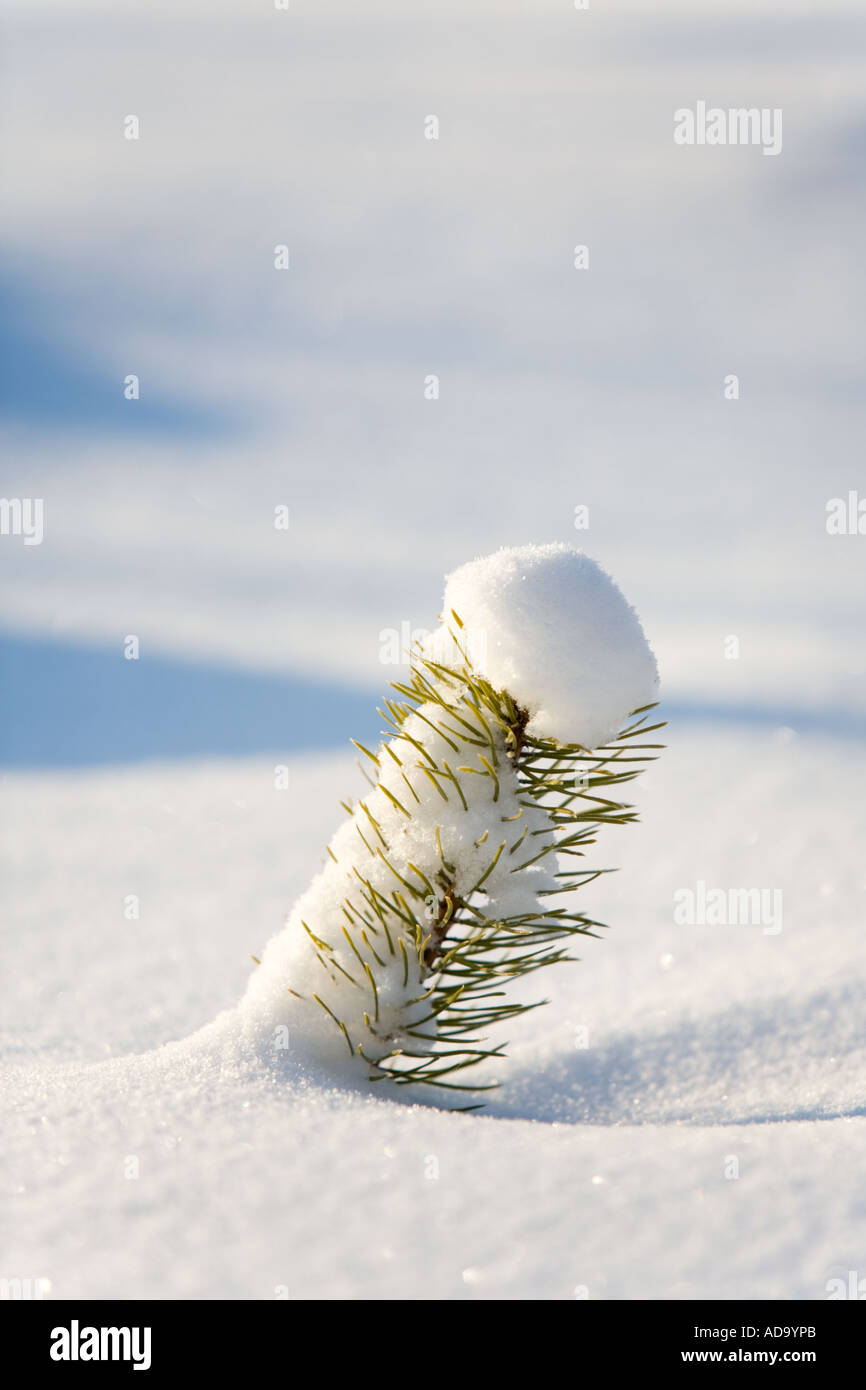 Tree sappling hi-res stock photography and images - Alamy
