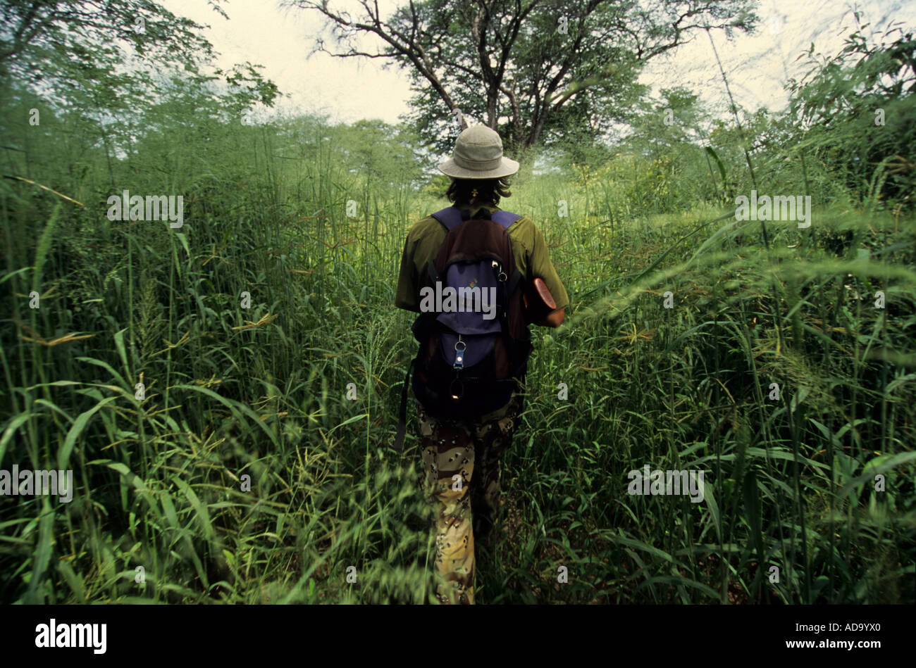 Teak tree zimbabwe hi-res stock photography and images - Alamy