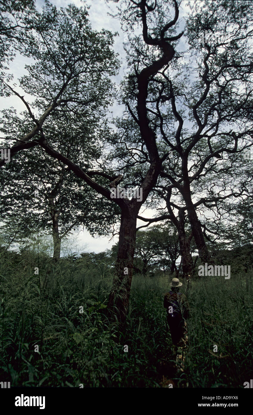 Teak tree zimbabwe hi-res stock photography and images - Alamy