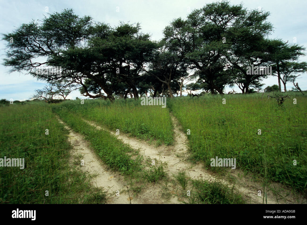Meet road tall trees hi-res stock photography and images - Alamy
