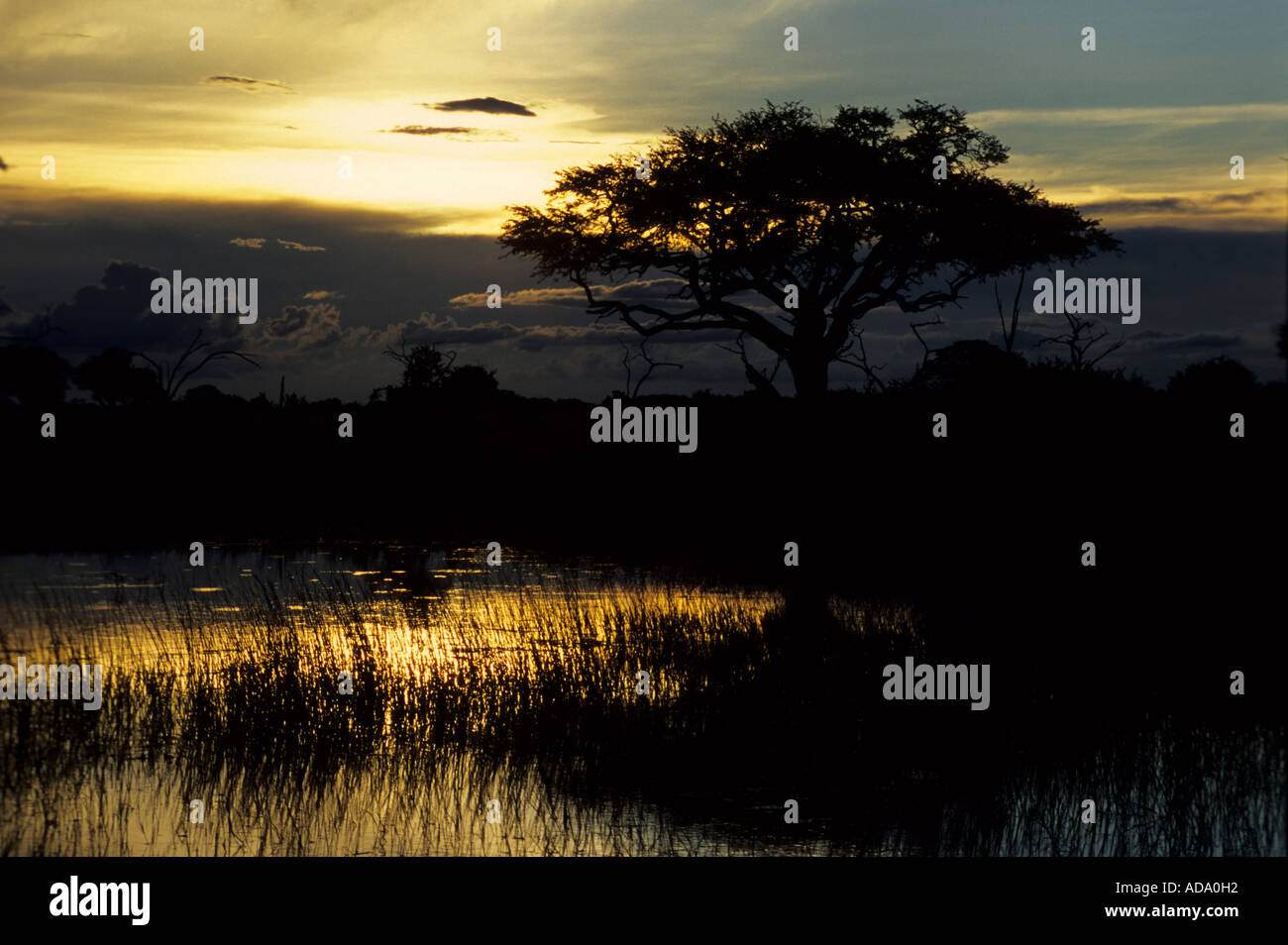 Hwange National Park, Zimbabwe Stock Photo - Alamy