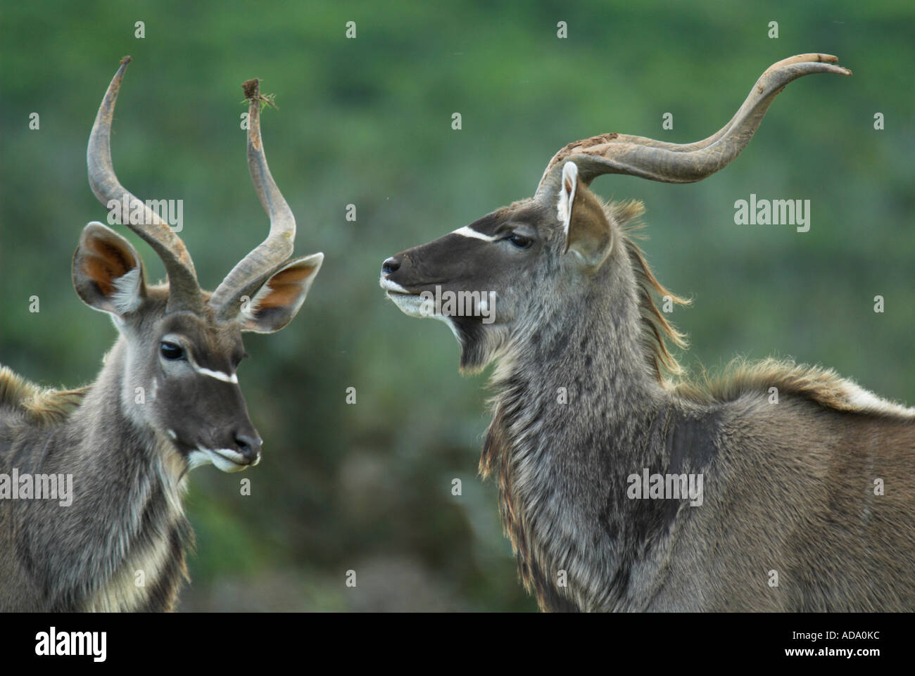 Greater kudu pair hi-res stock photography and images - Alamy