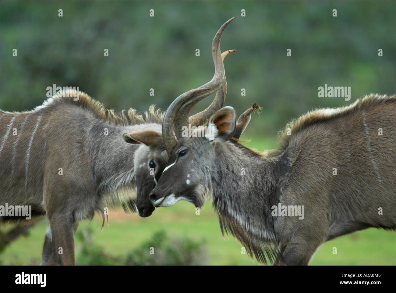 Greater kudu pair hi-res stock photography and images - Alamy