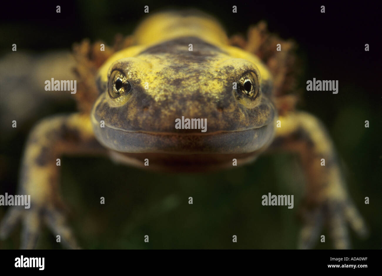 European fire salamander (Salamandra salamandra), from the front ...