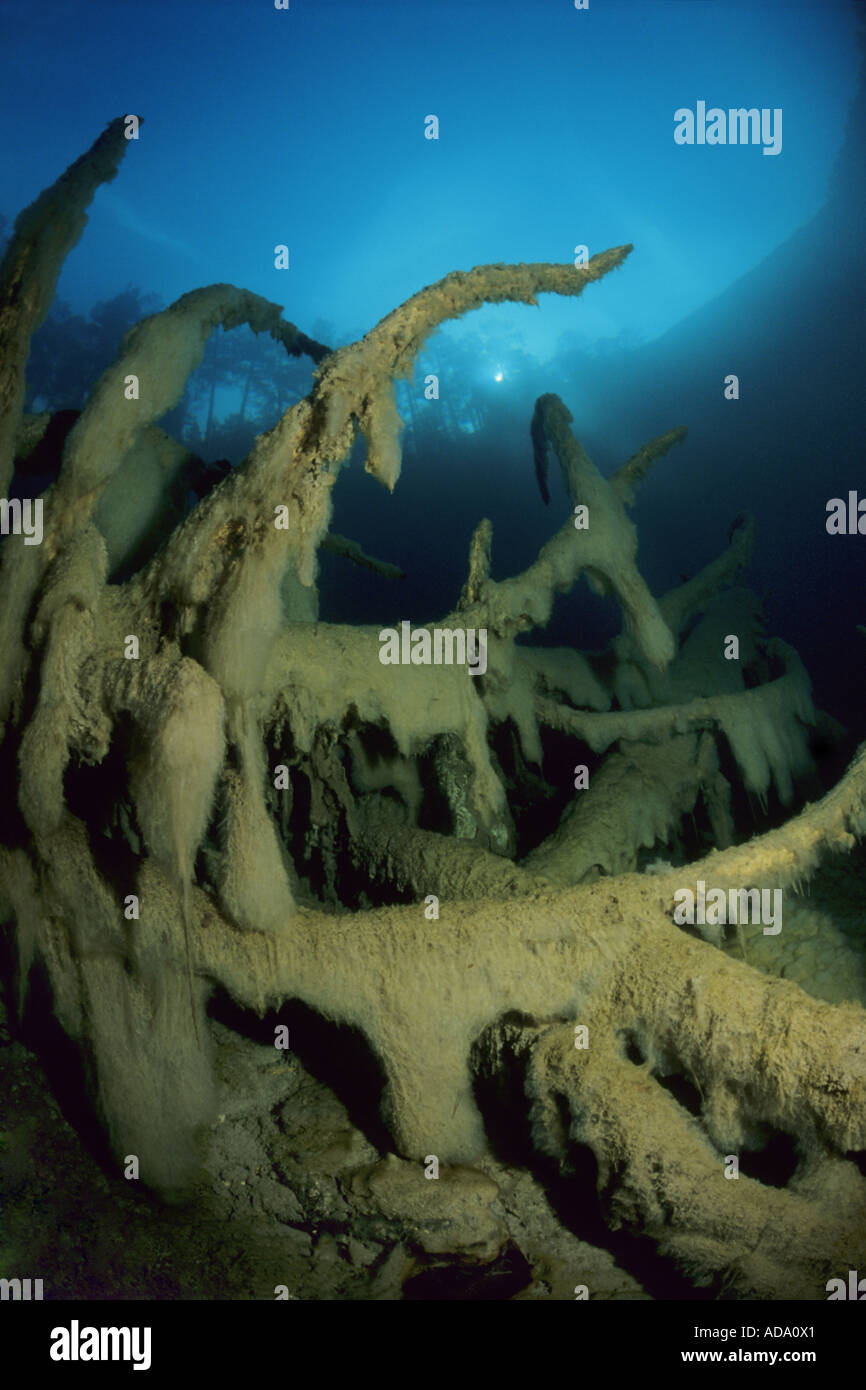 sunken trees in a lake, Tyrol Stock Photo - Alamy