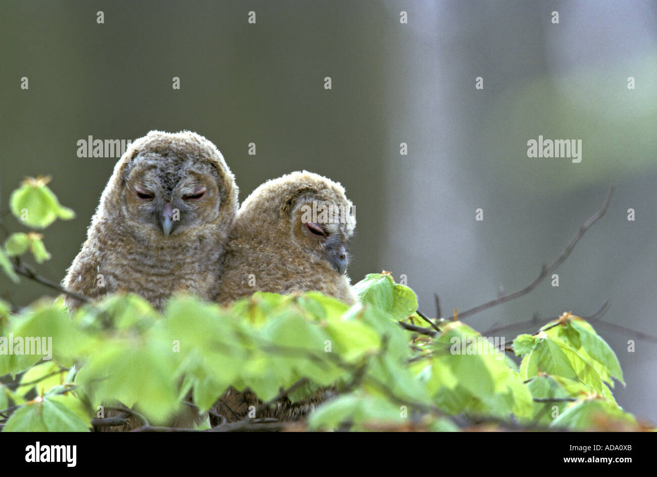 Eurasian tawny owl (Strix aluco), two sleeping juvenile animals Stock ...