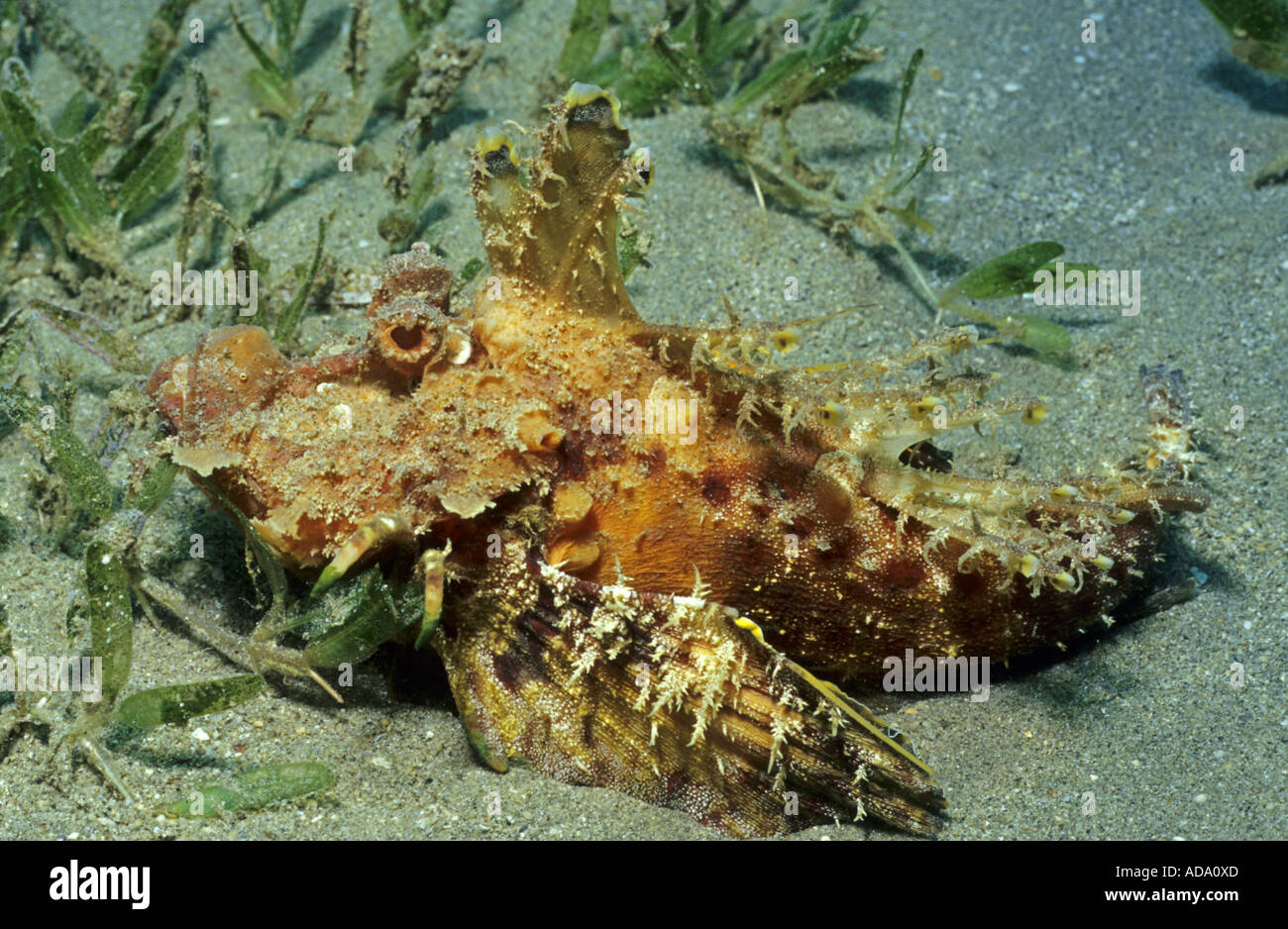 Indian Walkman, Two-stick stingfish (Inimicus filamentosus), on sea ...