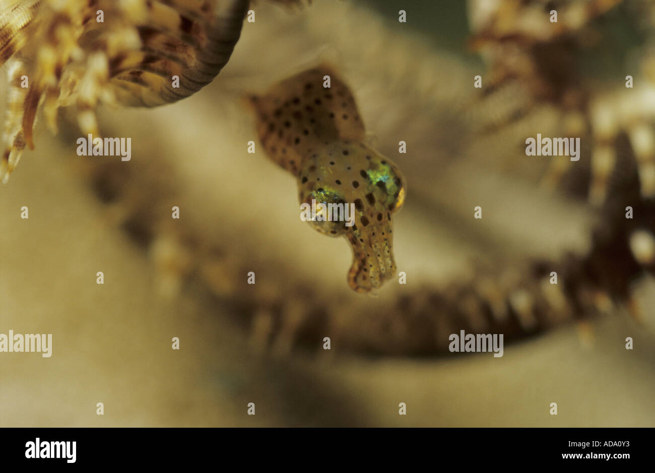 bigfin reef squid (Sepioteuthis lessoniana), juvenile in a feather star ...